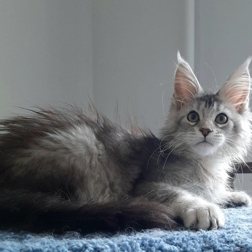 Кошечка ns25 шадет линии