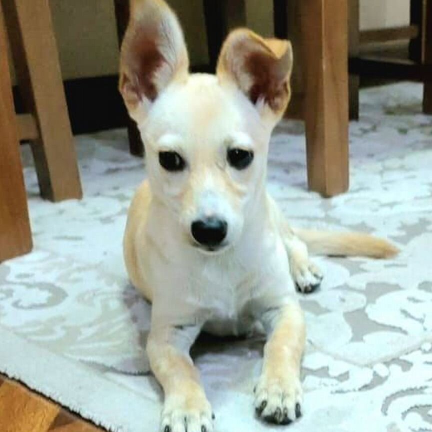 Лиза ищет дом