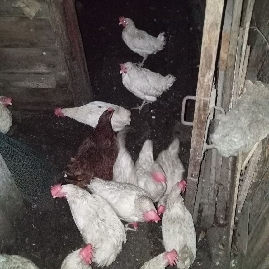 Куры несушки