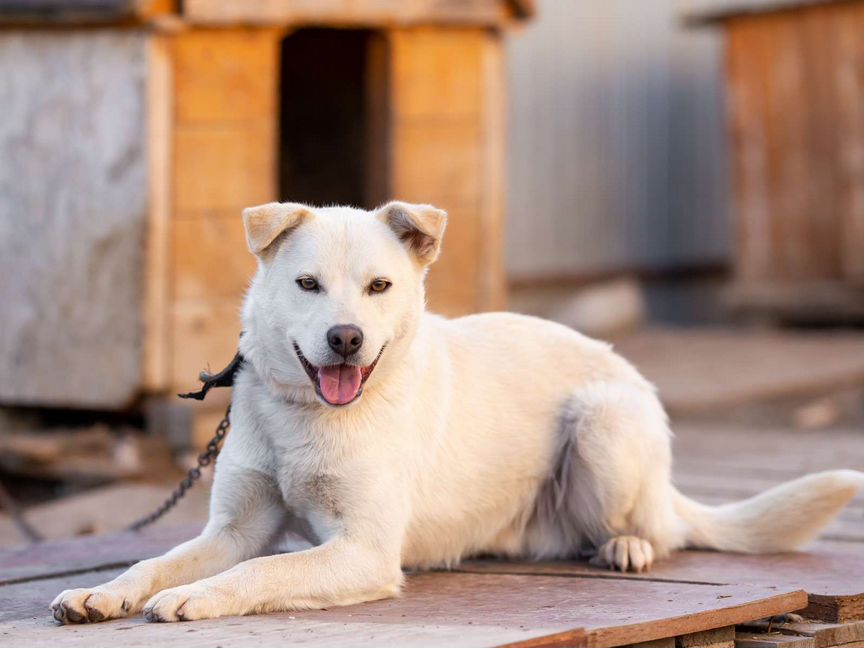 Собака в добрые руки отдам бесплатно