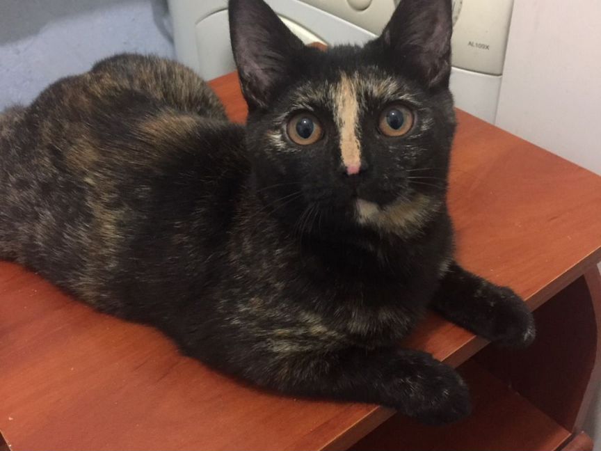 Котенок кошечка 5 месяцев