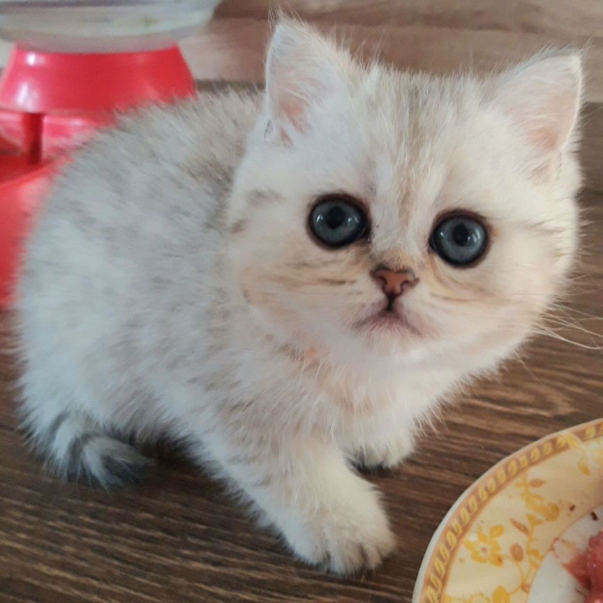 Малышка серебристая шиншилла