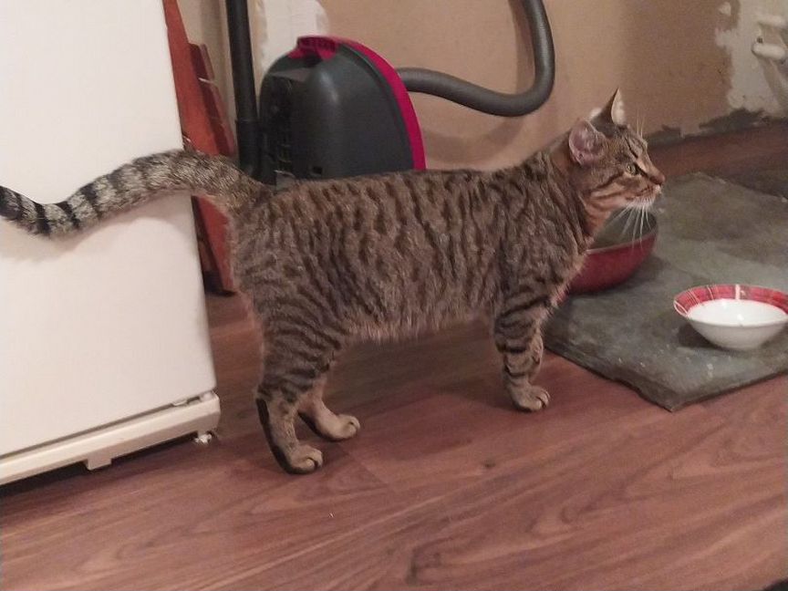 Кошка