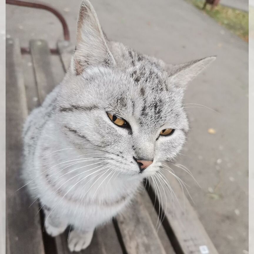 Взрослая кошка в добрые руки