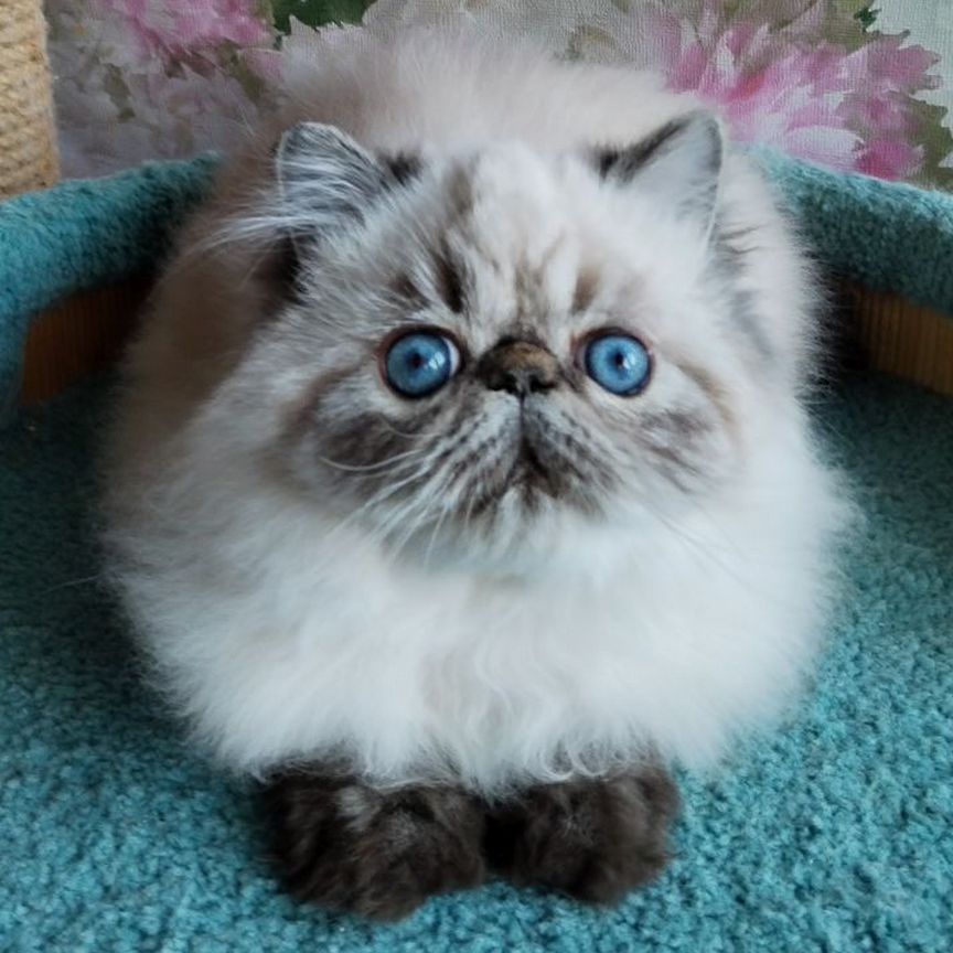 Персидский котёнок