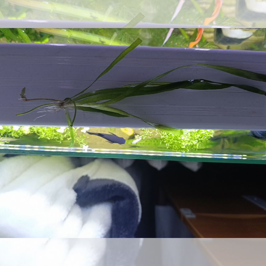 Аквариумное растение Валлиснерия