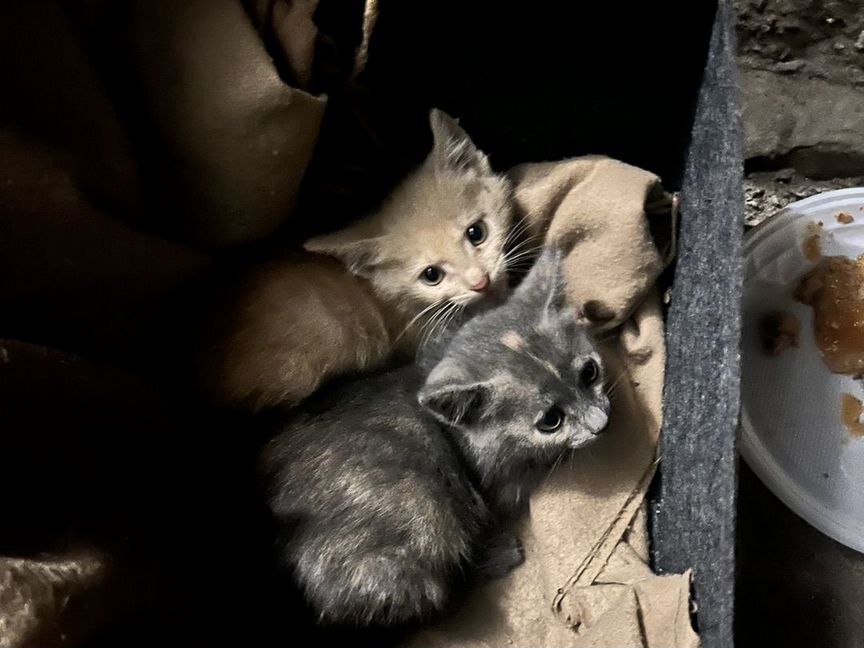 Котята на улице,нужна передержка,или сразу дом