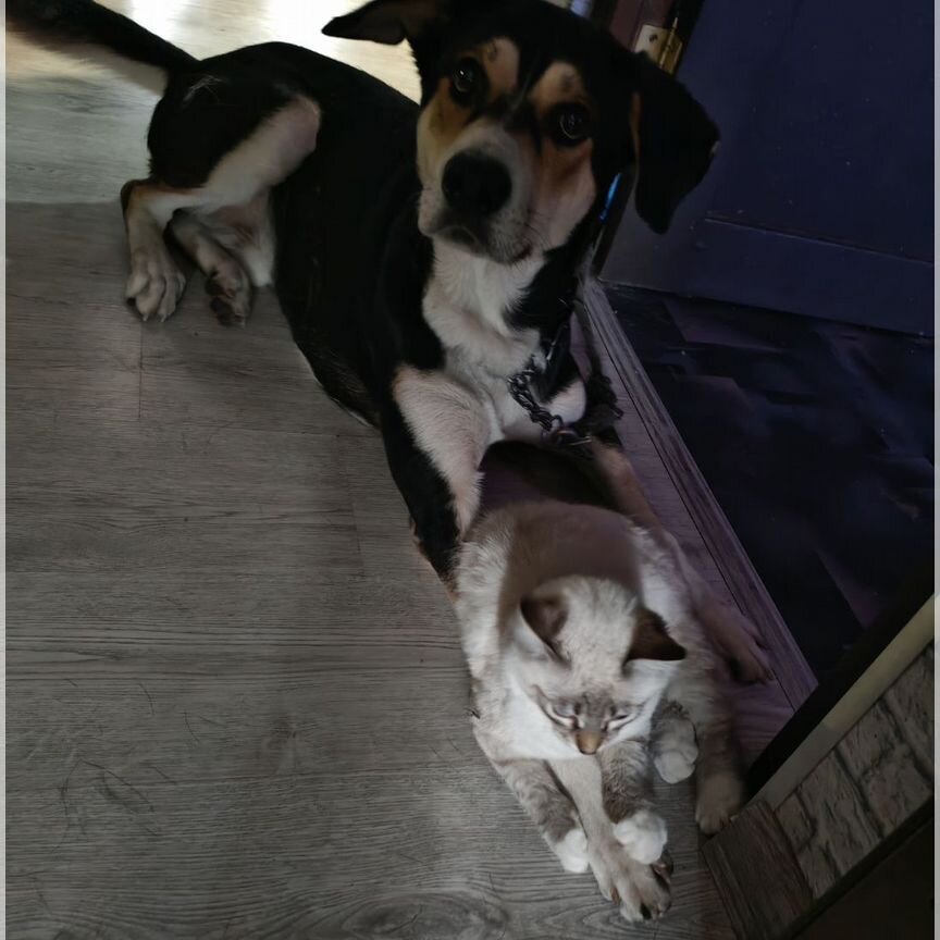 Взрослый пёс в добрые руки