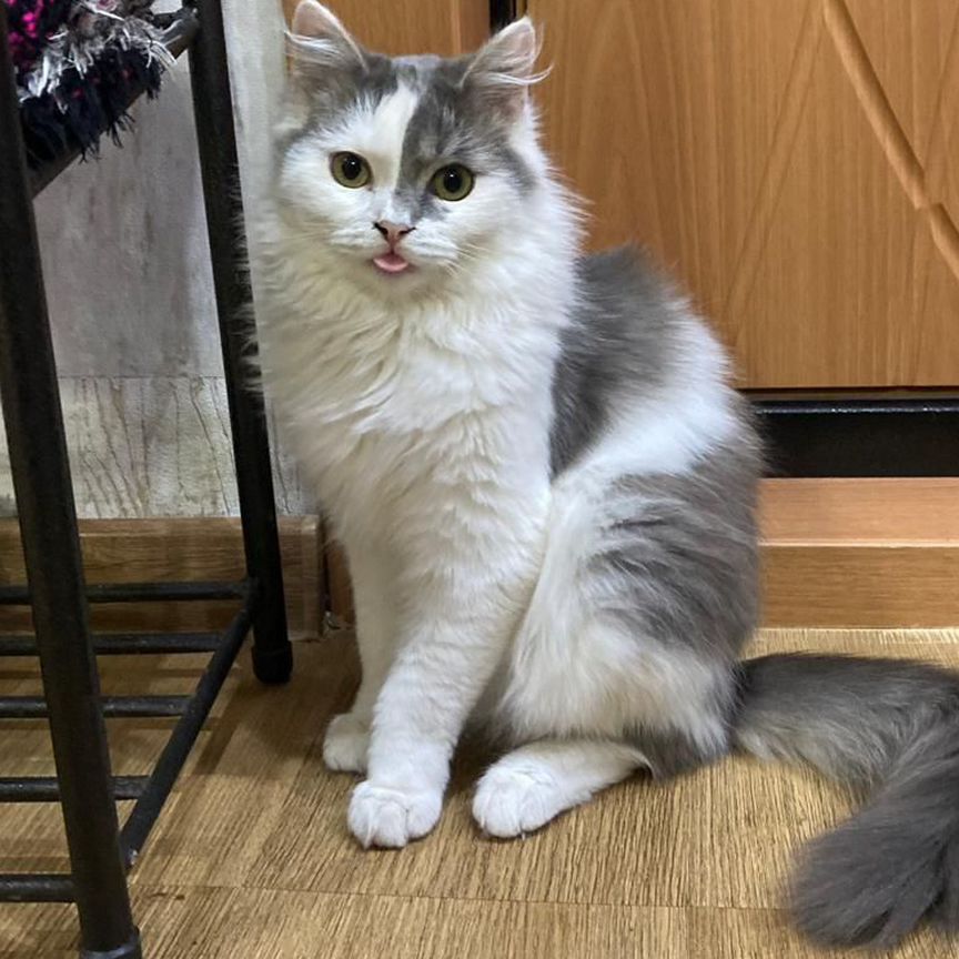 Котенок 6 месяцев