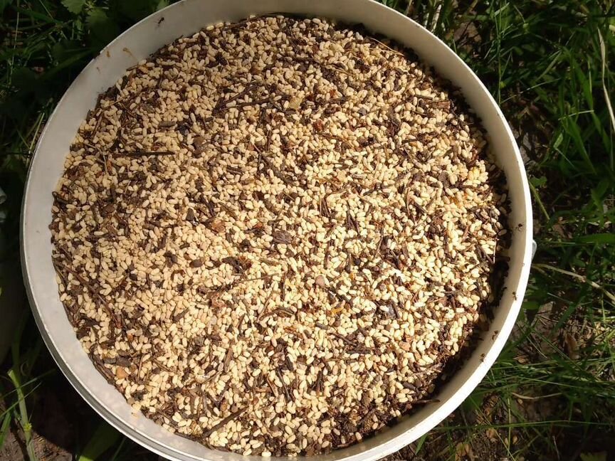 Муравьиное яйцо