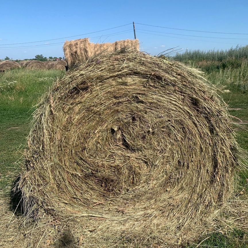 Сено в рулонах