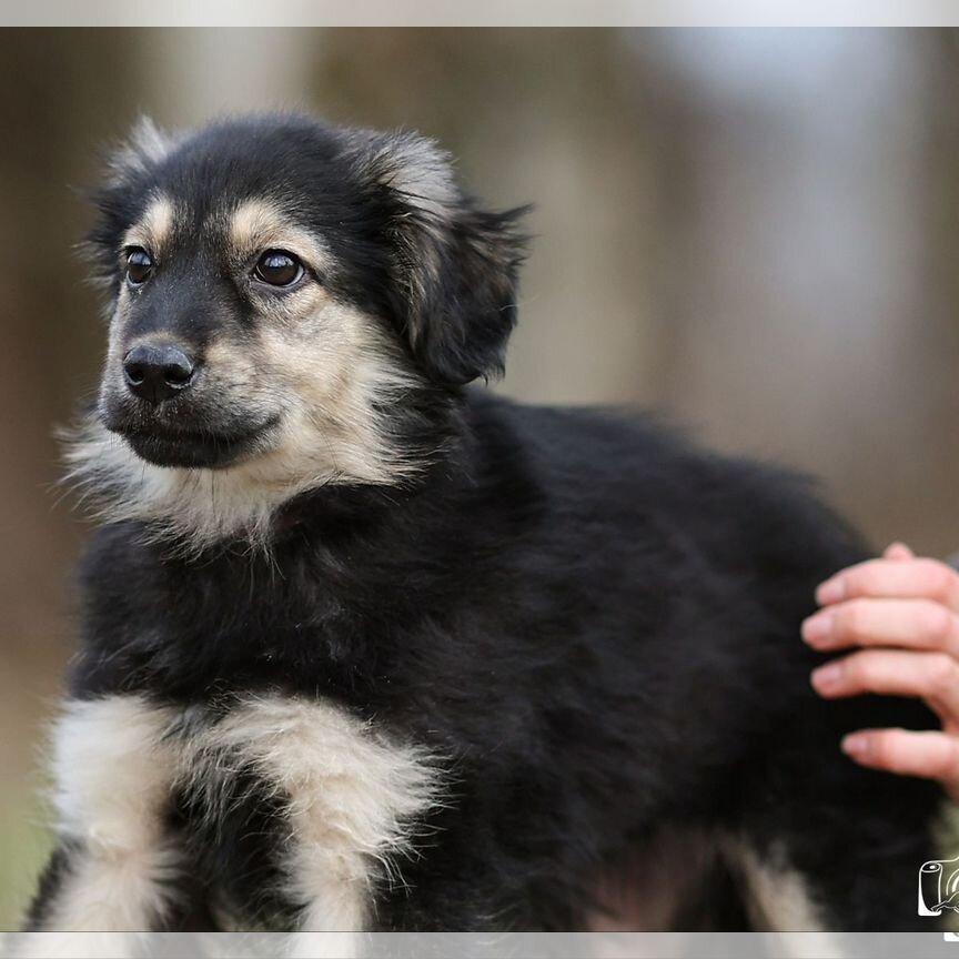 Щенок в добрые руки