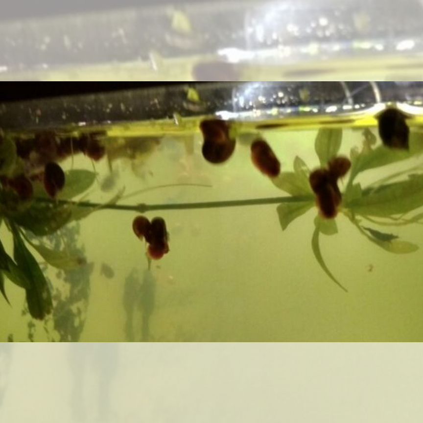 Улитки катушки бесплатно