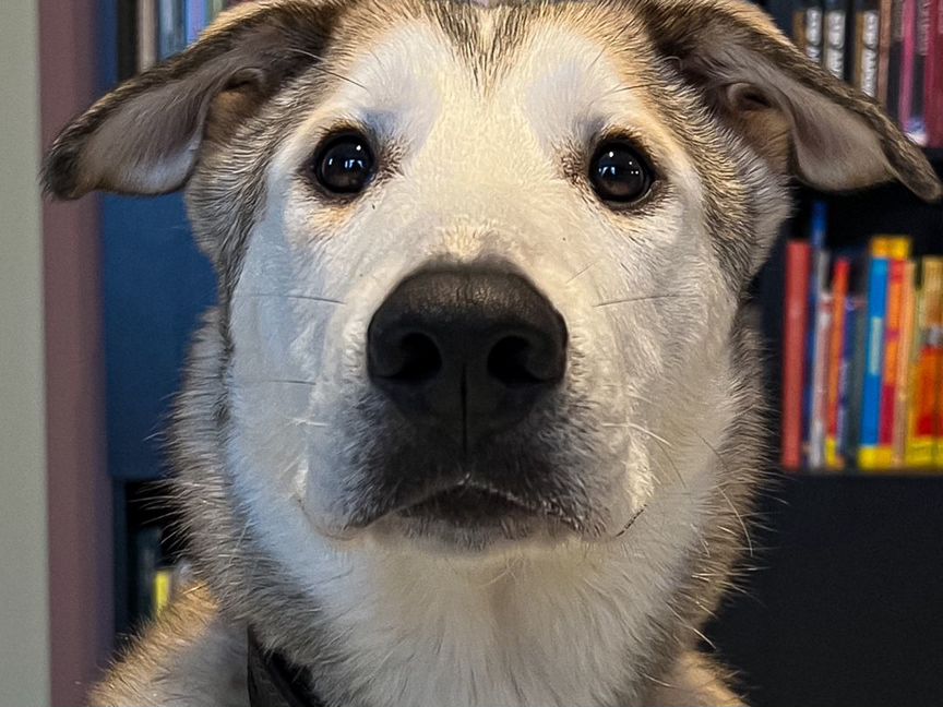 Щенок в добрые руки