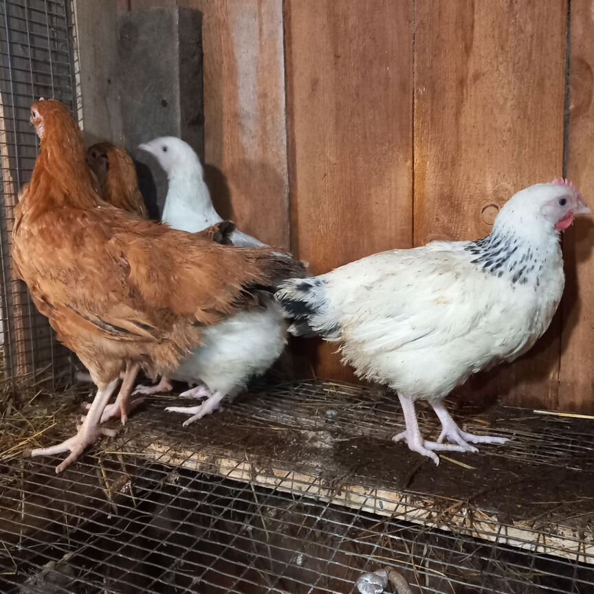 Семья цыплят несушек