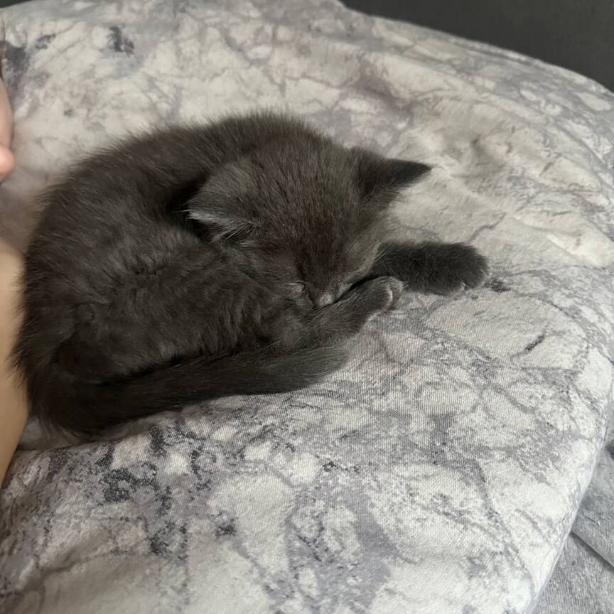 Котенок