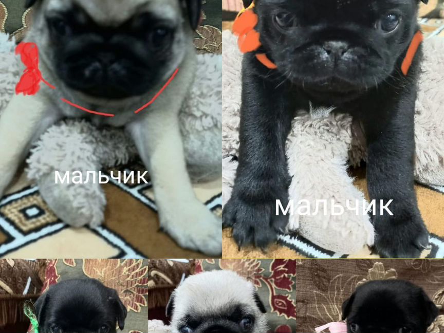 Щенки мопса