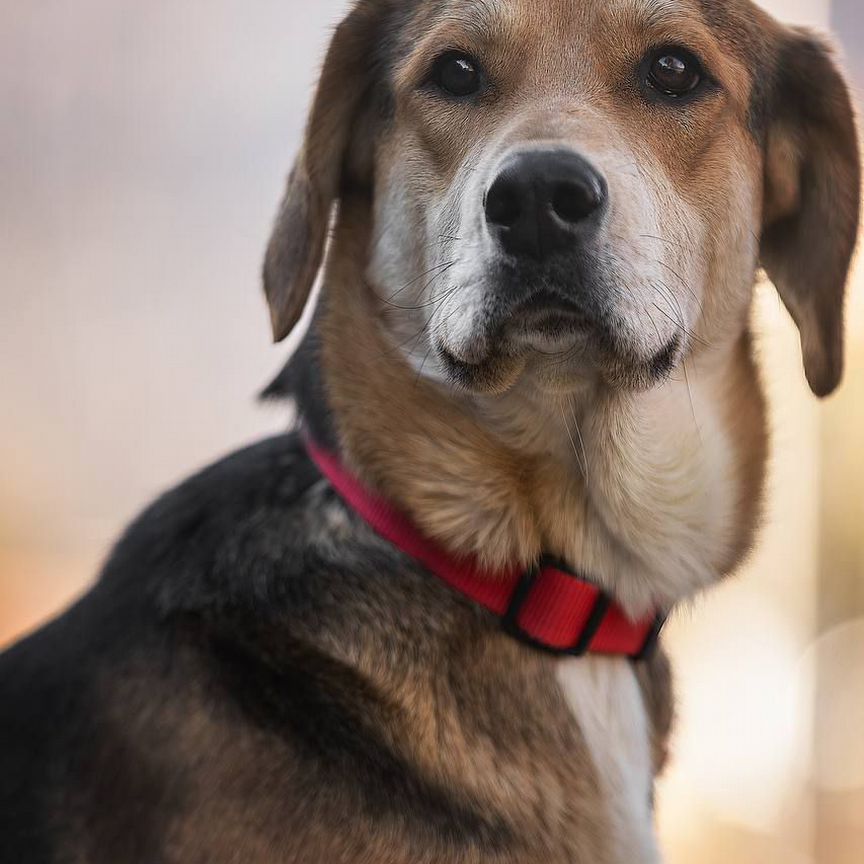 Девочка Цара ищет дом