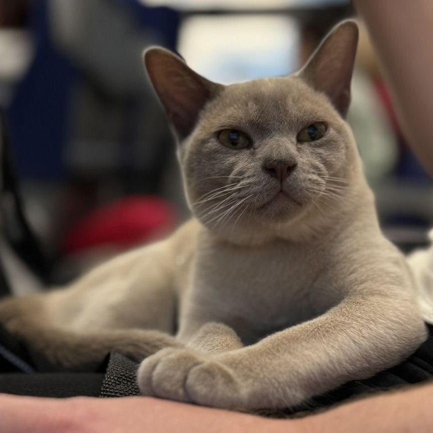 Европейский бурманский кот, взрослый