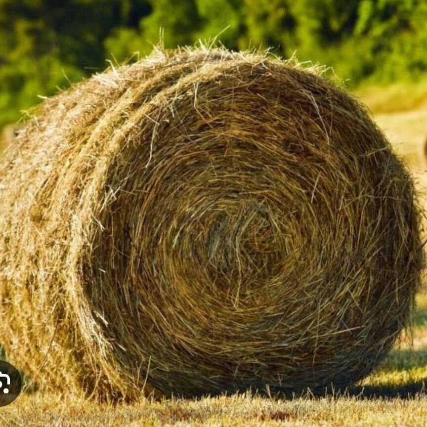 Сено в тюках с доставкой