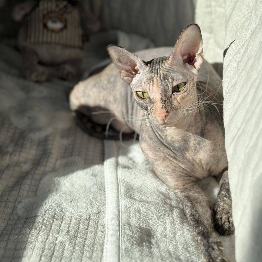 Канадский сфинкс, взрослая кошка