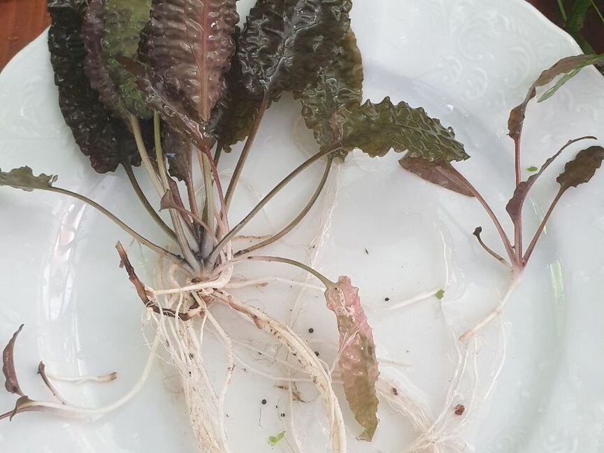 Аквариумные растения