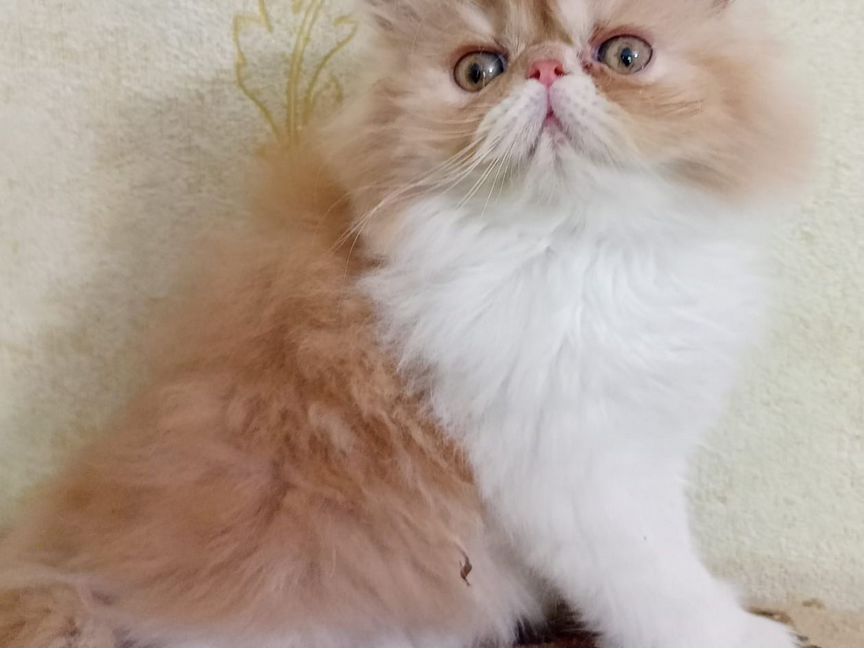 Персидские котята