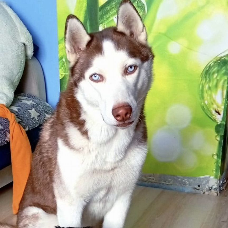 Сибирский хаски, взрослый пёс