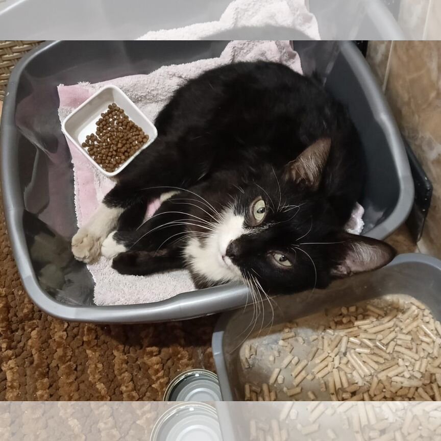 Котик спасен от нехороших людей и ищет дом