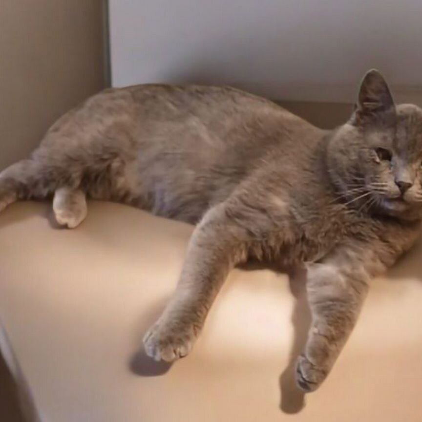 Отдам сероголубого котика метиса