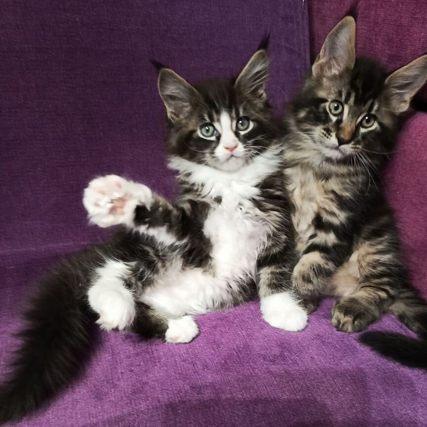 Мейн-кун котёнок