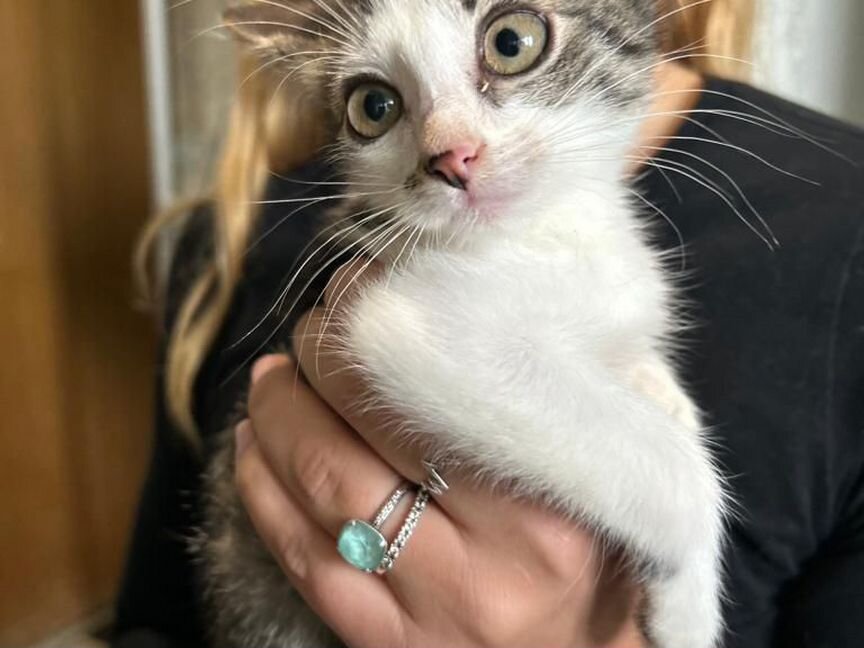 Котик Компотик-мягкий животик