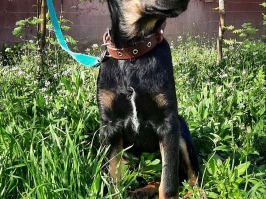 Собака в добрые руки