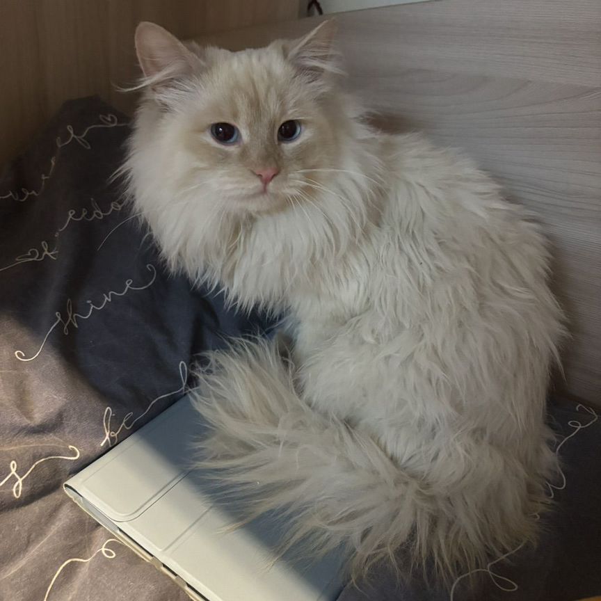 Кот 9 месяцев
