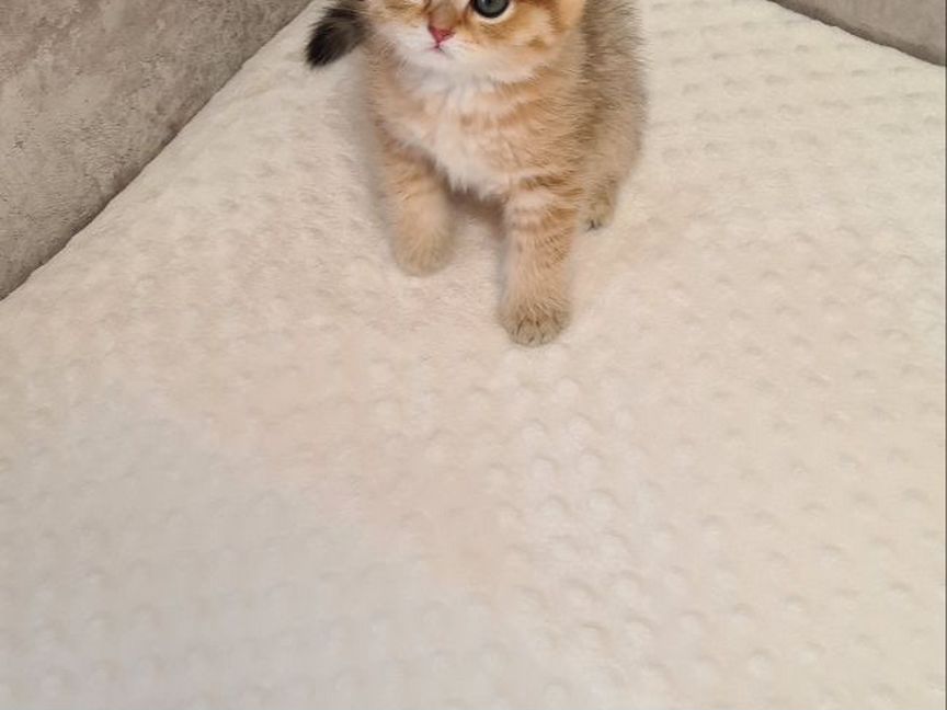 Британская золотистая шиншилла