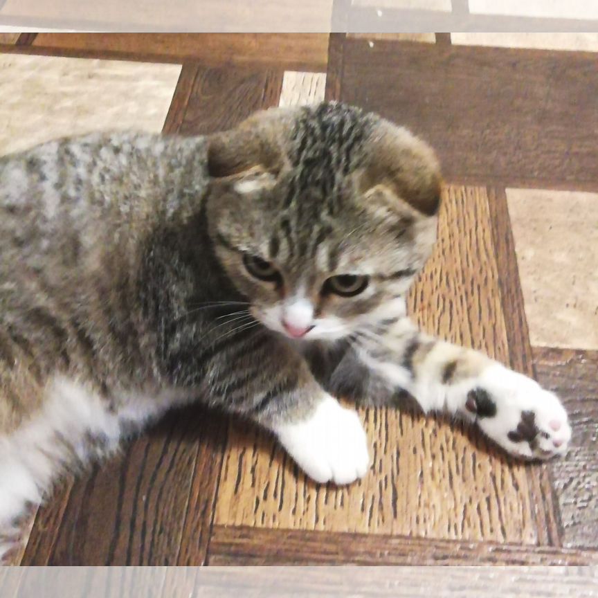 Котенок/вислоухий - мальчик