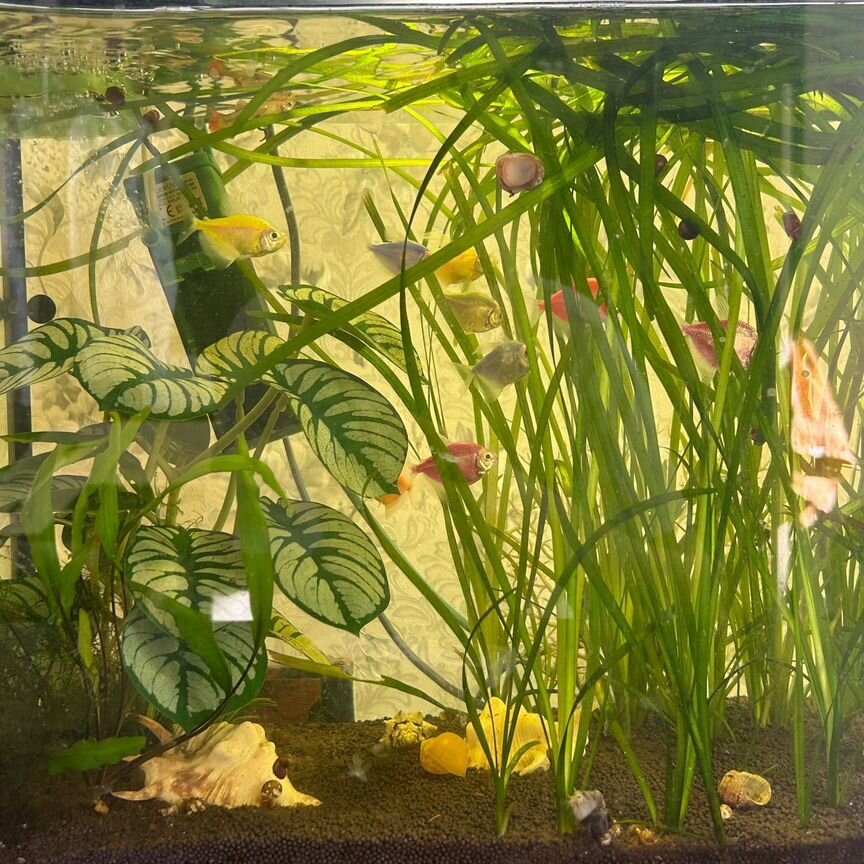 Аквариум с рыбками
