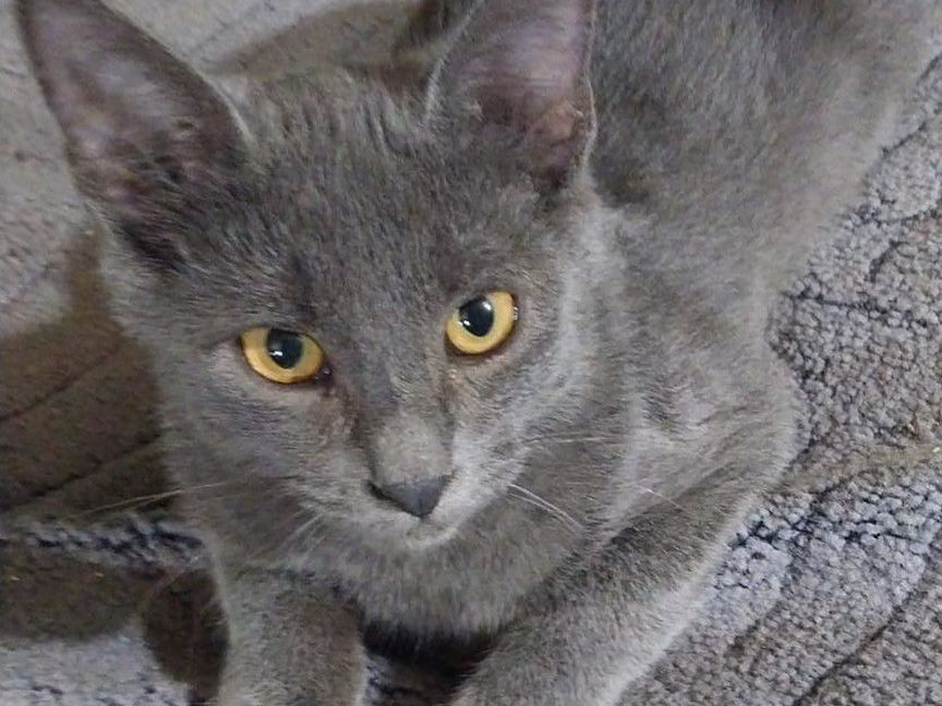 Котик ждёт любящую семью