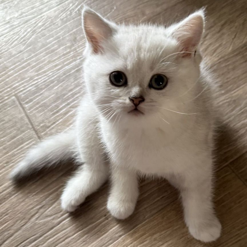 Британский длинношёрстный котёнок