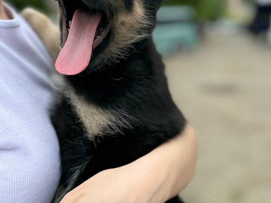 Собака в семью