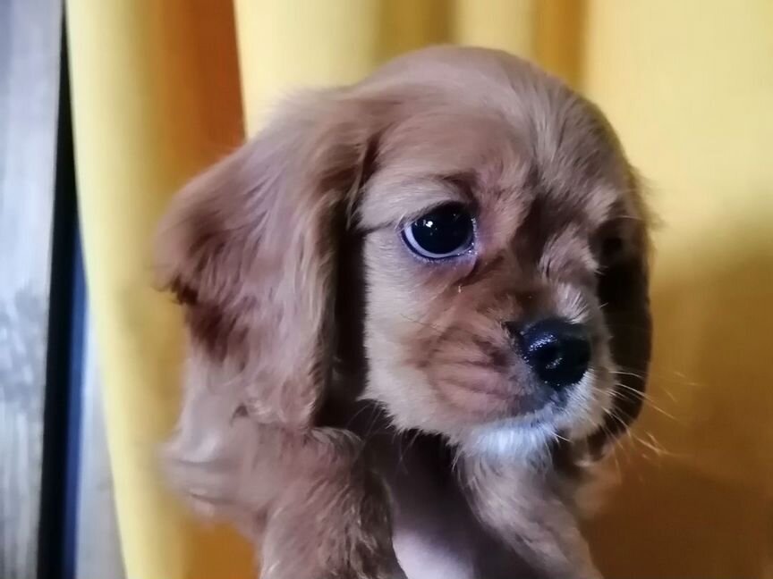 Мальчик ккчс