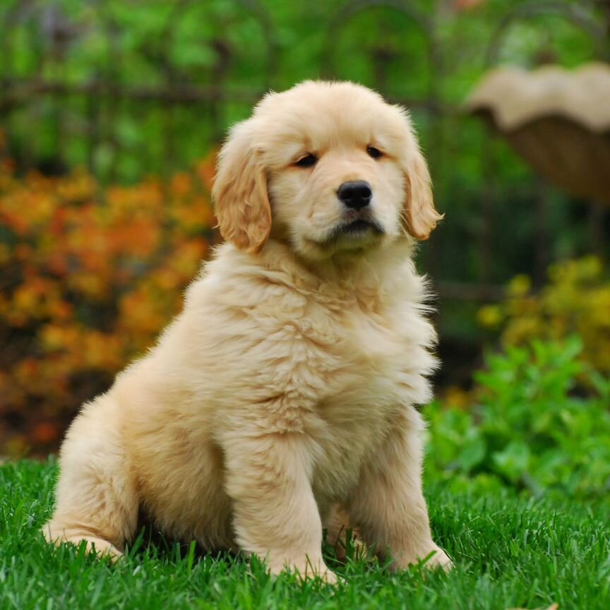 Щенки золотистого ретривера, с полным пакетом доку