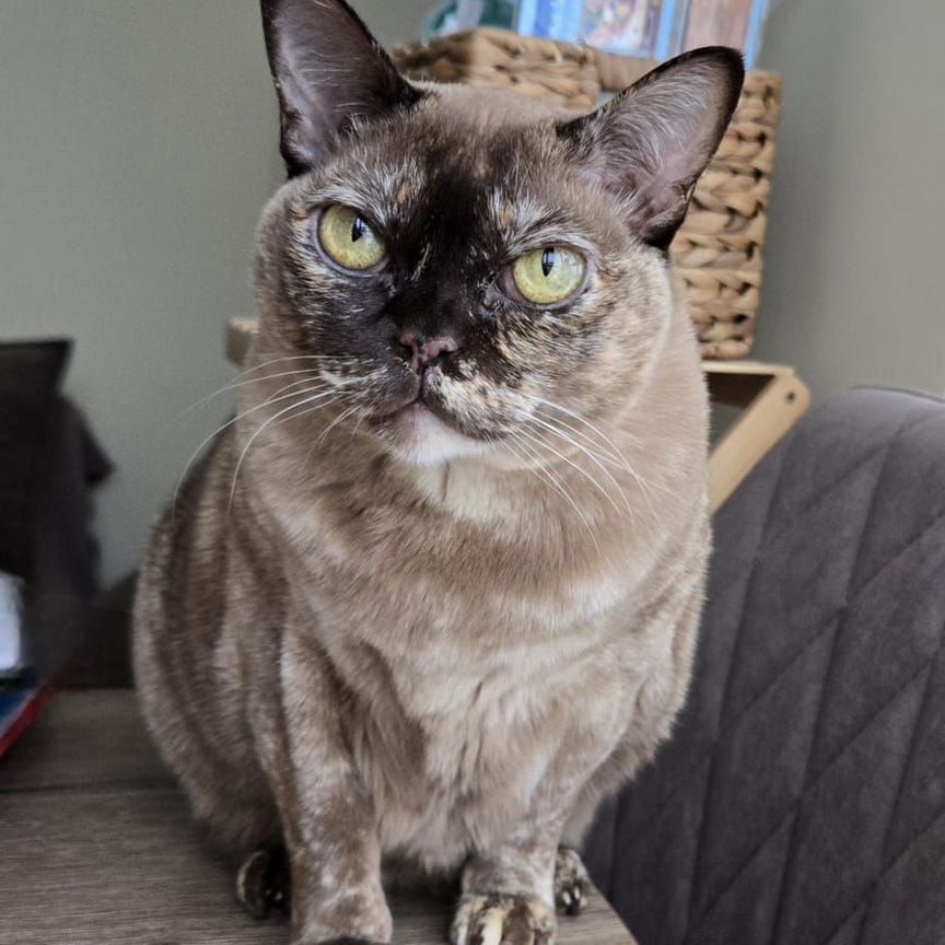 Котики Бурма