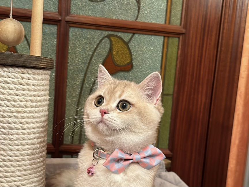 Британский котик шоу классса Ay11