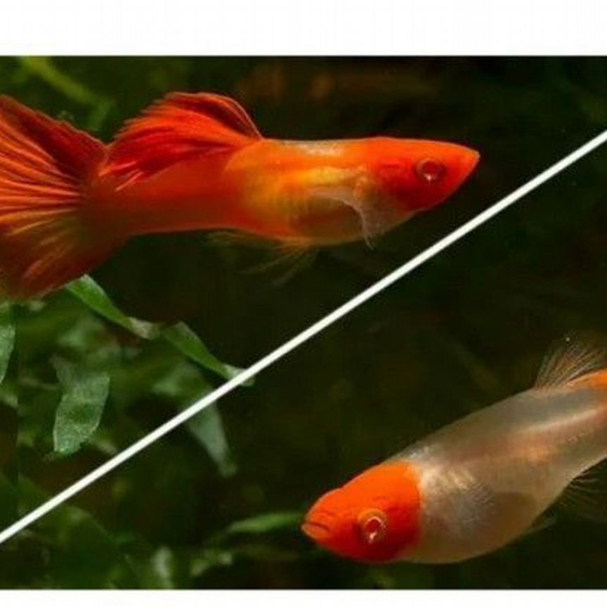 Гуппи московские алые чистая линия