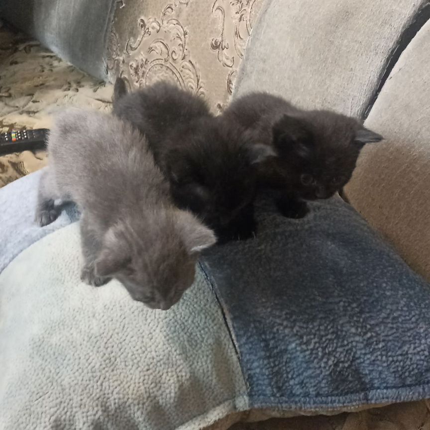 Сибирский котёнок