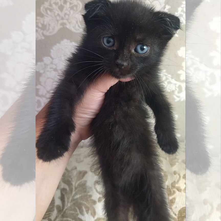 Черные пушистые котята