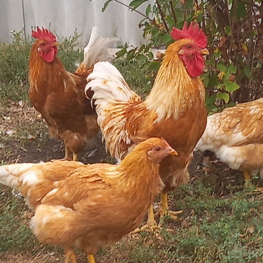 Мини мясные молодки