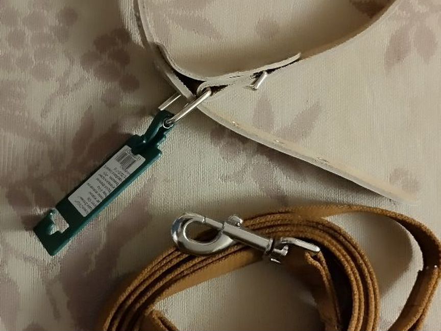 Поводок и ошейник для собаки