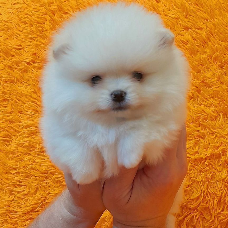 Померанский шпиц, щенок